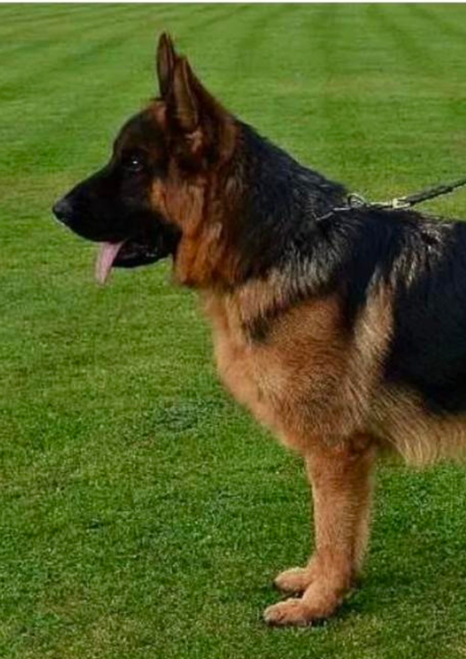 German Shepherd Male and Female Puppies for sale in Florida