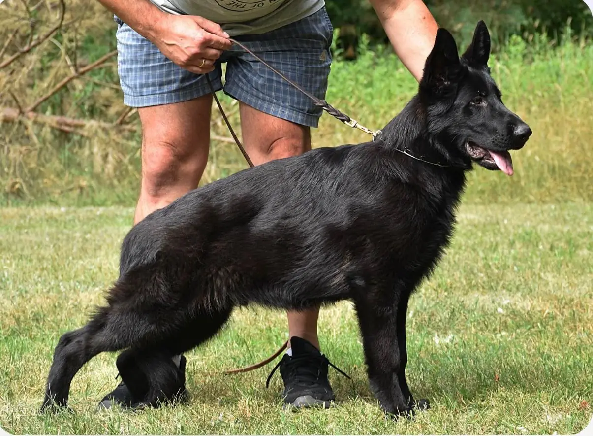adults for sale - Vonflorida German Shepherds