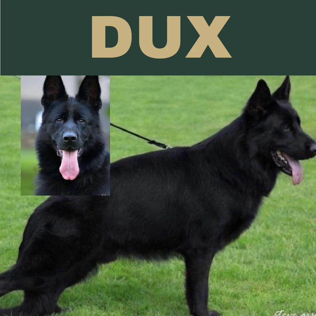 German Shepherd Stud Services in Miami, Florida | Vonflorida